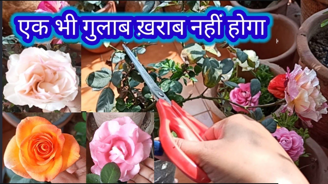 🔴Rose plant growing tips | Rose plant shopping|Hybrid rose ...