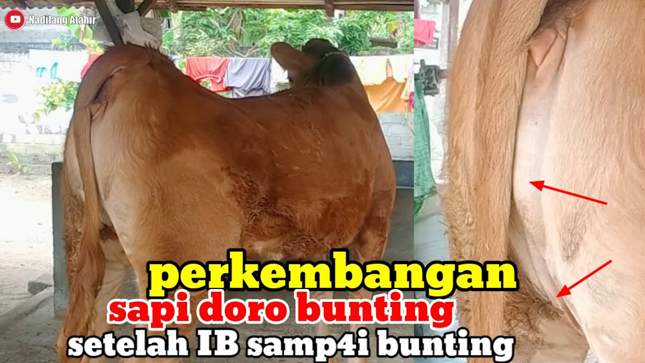 Perkembangan sapi doro IB 1 bulan sampai bunting positif# - YouTube