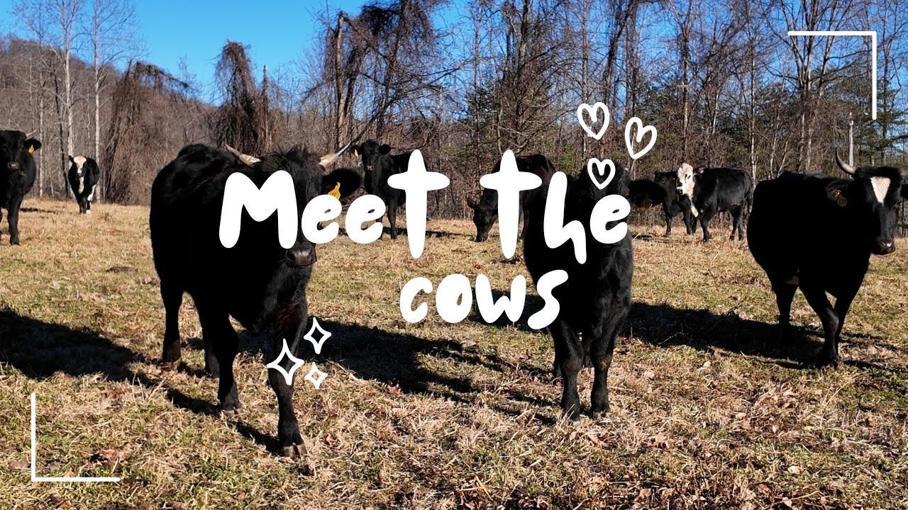 Meet The Cows! - YouTube