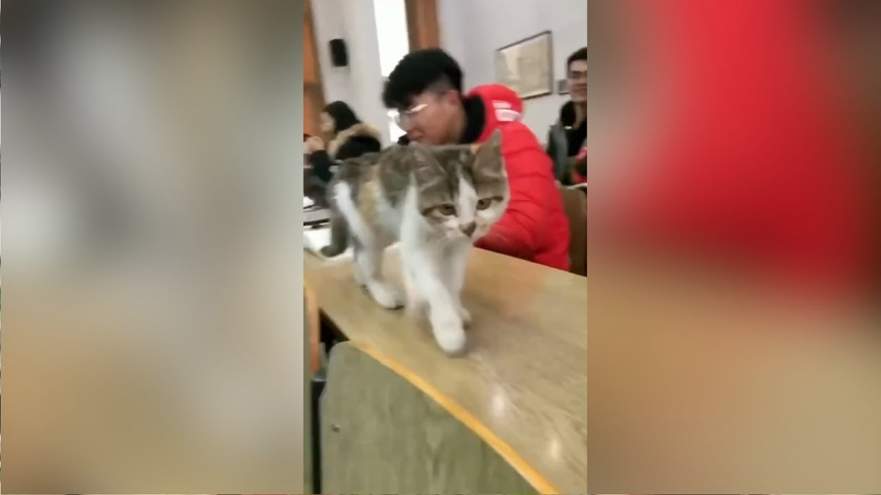 'Teacher cat' calmly patrols a college classroom - YouTube
