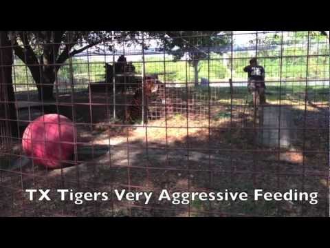 Tiger Feeding Time at Big Cat Rescue