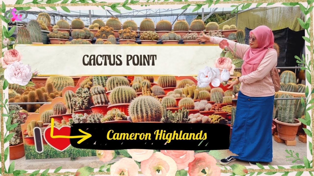 Tempat Menarik Cameron Highlands : Cactus 🌵 Point - YouTube