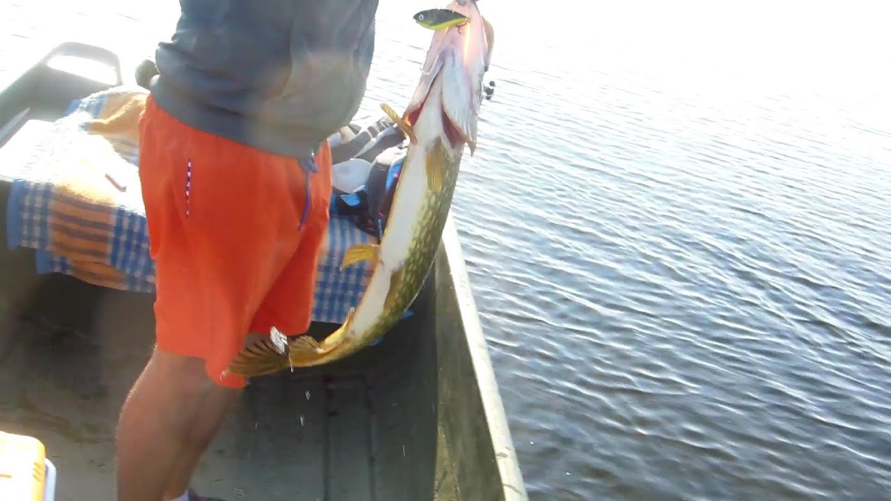 Stiuca frumoasa capturata in Delta Dunarii , 2014, (pike fishing in ...