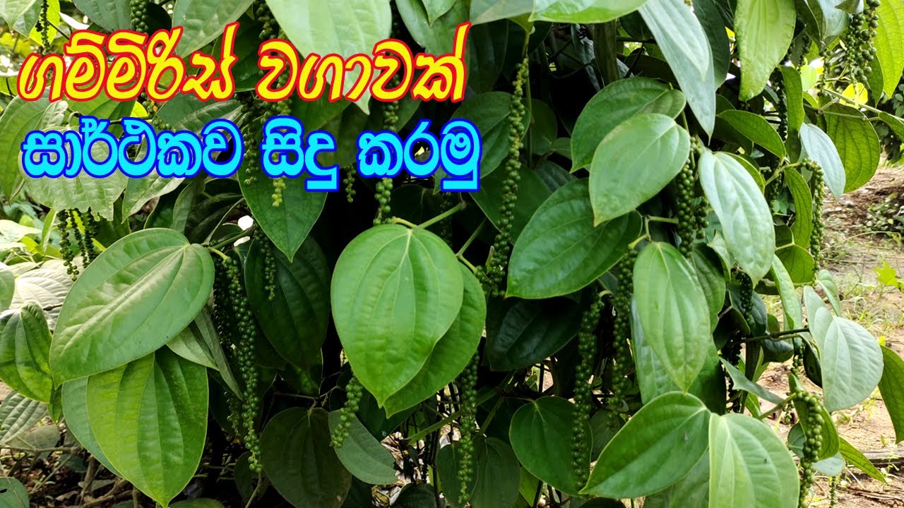 ගම්මිරිස් වගාවෙන් ජීවිතය ජයගමු | gammiris wagawa | black pepper sri ...