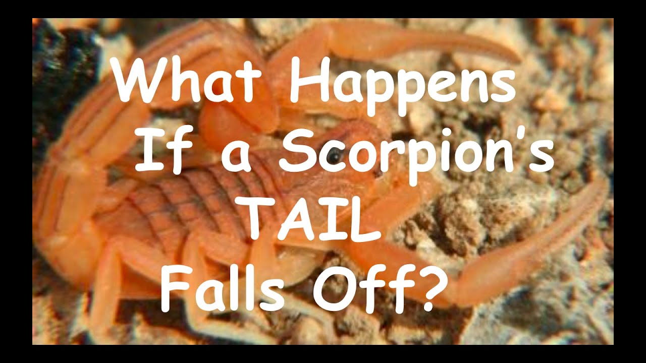 What happens if a scorpion's tail falls off? - YouTube