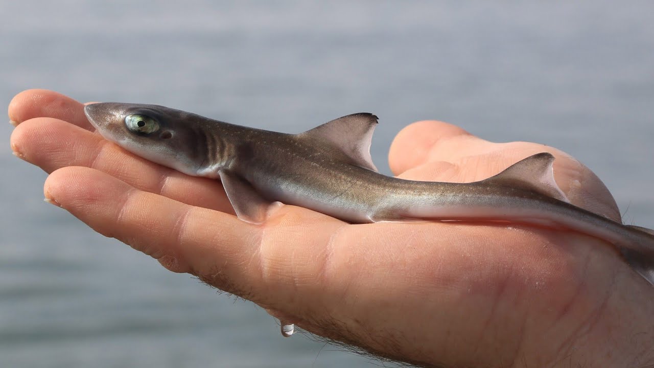 El TIBURON más PEQUEÑO del MUNDO - YouTube