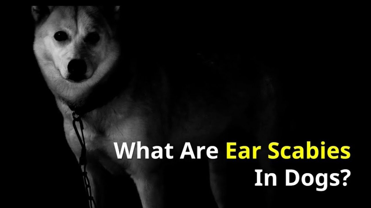 What are Ear Scabies in Dogs - How to cure them - YouTube