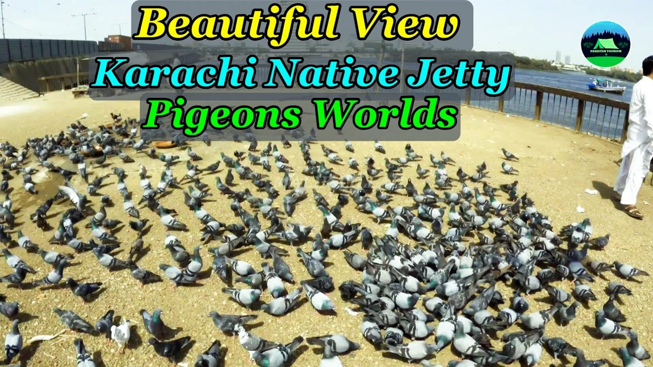 Pigeons | Beautiful View Of A Flock Of Pigeons On Native Jetty Karachi ...