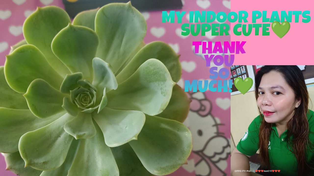 MY INDOOR PLANTS | GIFT FROM MARS | JULIE ANNE TECSON - YouTube