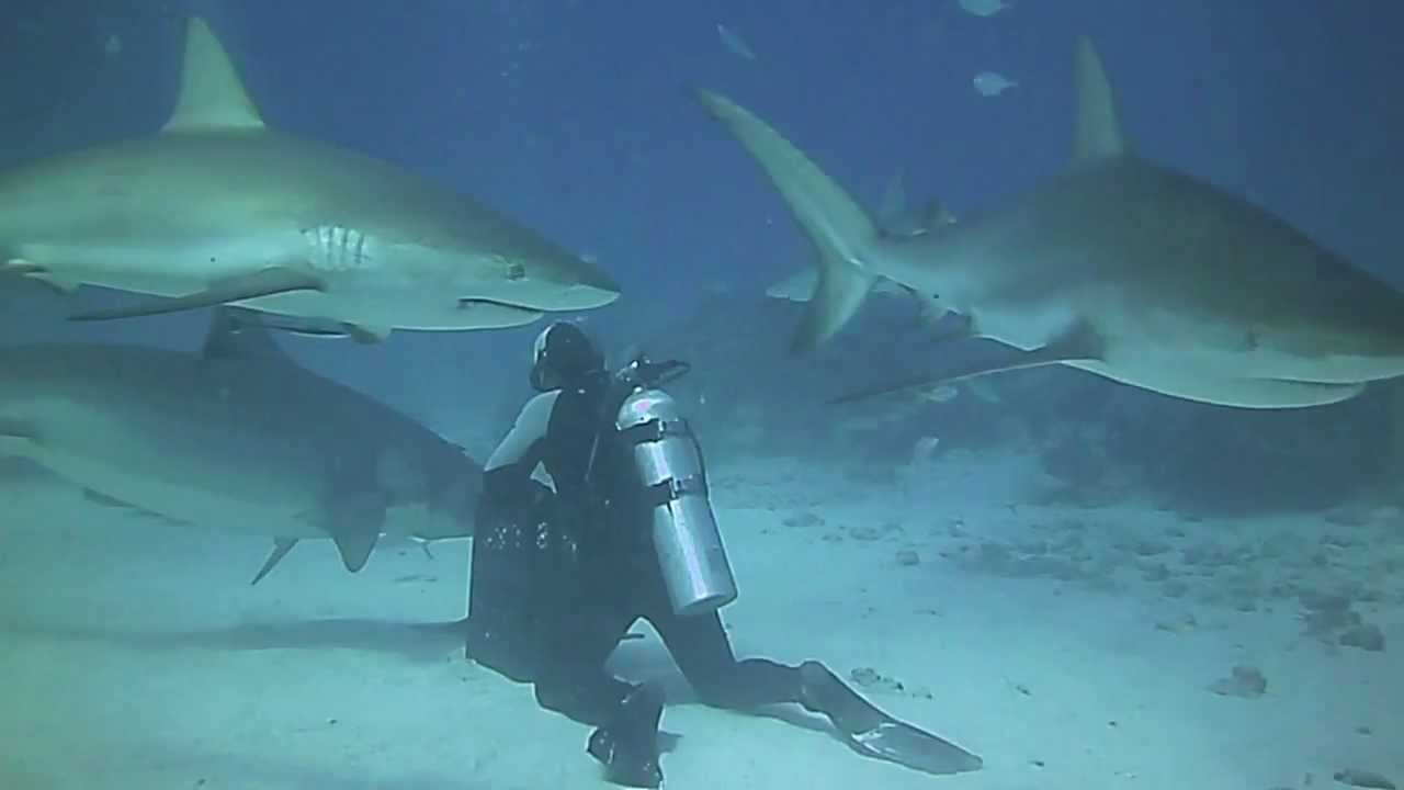 7 premières minutes - dernière plongée - Bahamas 2013 / Shark Diver ...