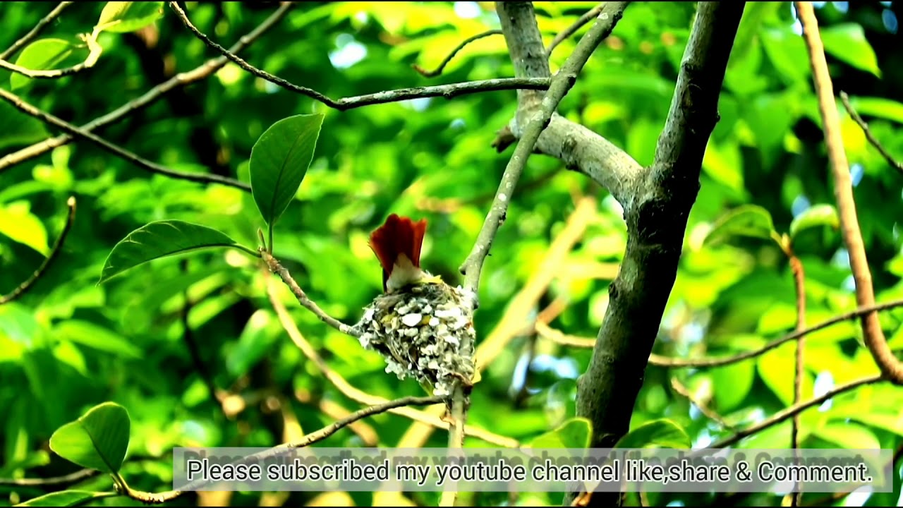স্বার্গীয় পাখি.সাহেব বুলবুল দুধরাজ ঘরের কারুকাজ / Heavenly bird. Mr ...