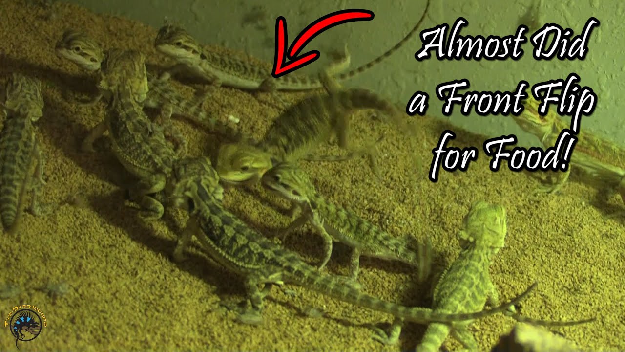 Lunchtime at TDI! - Watch Dozens of Lizards Take Down Their Food! 🦗🦎 ...