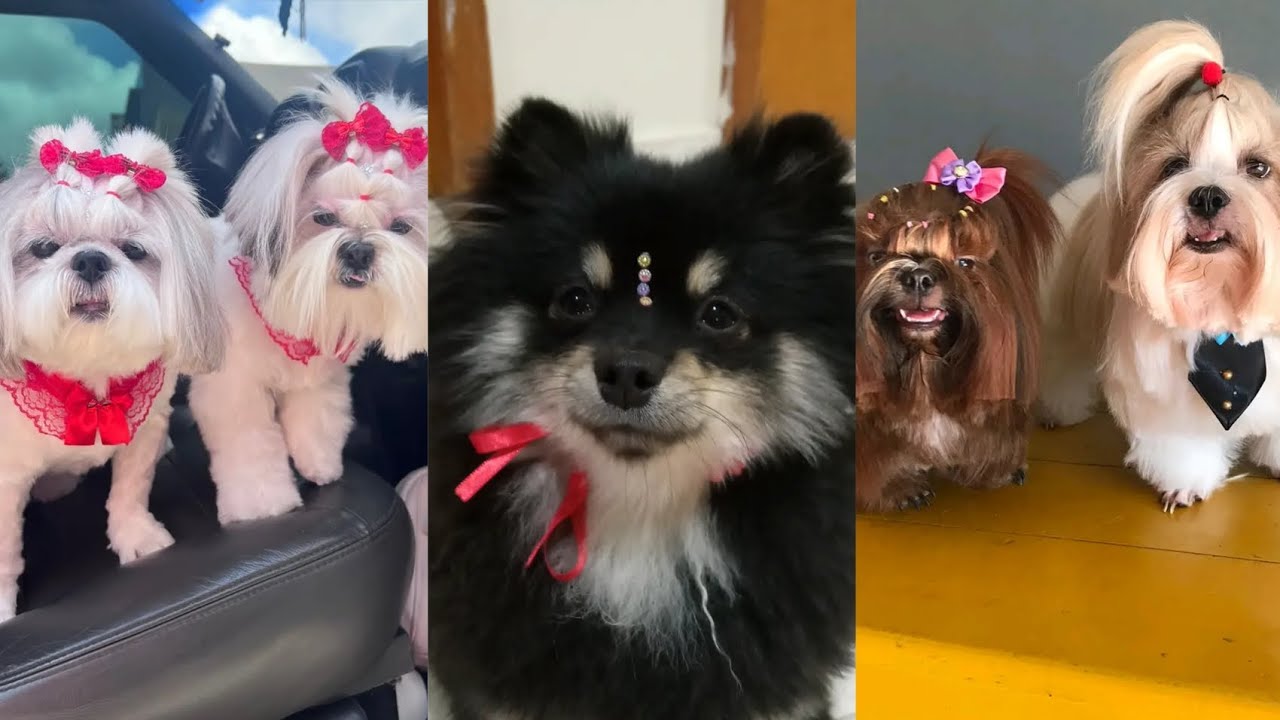 funny dogs compilation 😅🤣😂#215 (cute puppy tiktok)!!!☺️🌼🤣 - YouTube