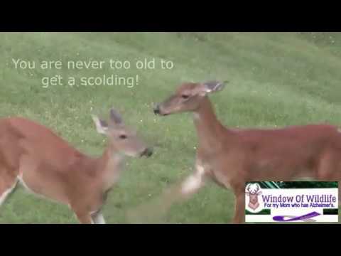 Whitetail deer grooming each other. Mother doe wacks daughter. - YouTube