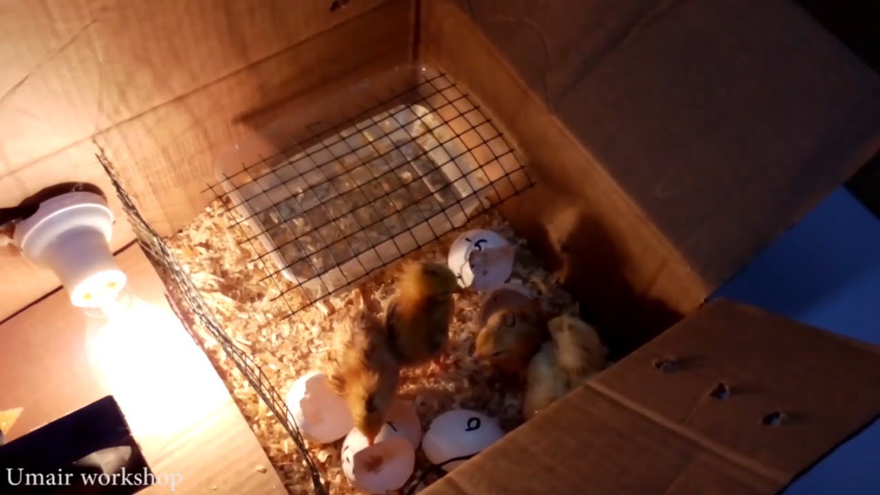 Simple egg incubator | homemade incubator - YouTube