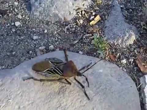 Chinche o tantarria (Hemiptera, Heteroptera) - YouTube