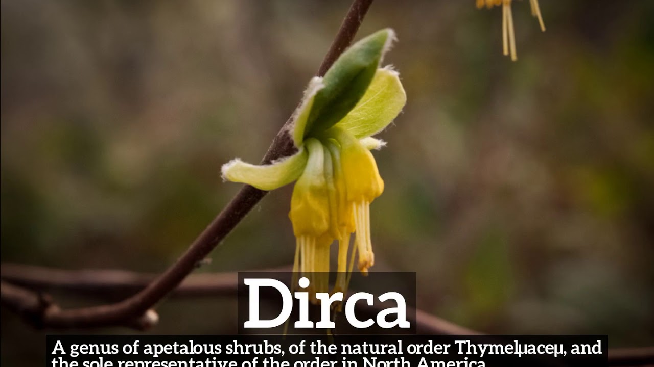 How to Say Dirca in English? | What is Dirca? | How Does Dirca Look ...