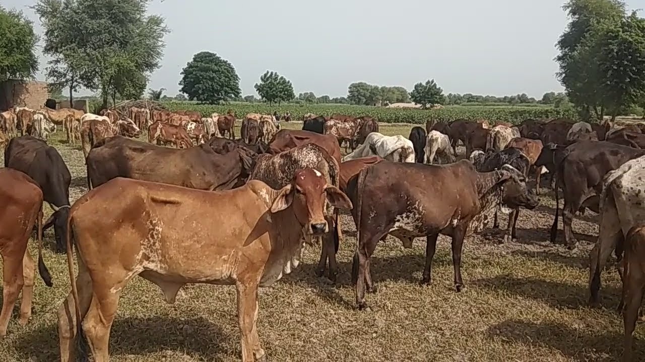 Cholistani cows care, hometown and homeowner reasons for home remedies ...