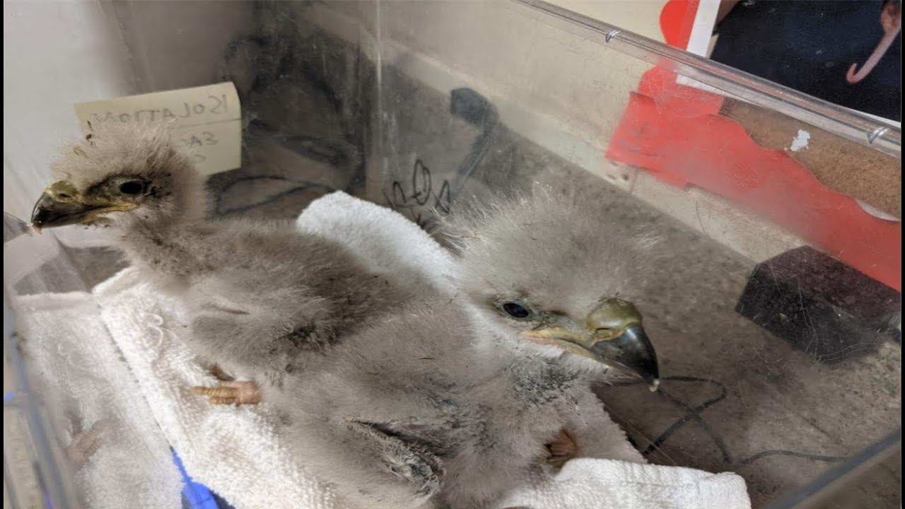 SWFL Eagles ~ CROW UPDATE ON E17 & E18 💕 Injectable Antibiotics ...
