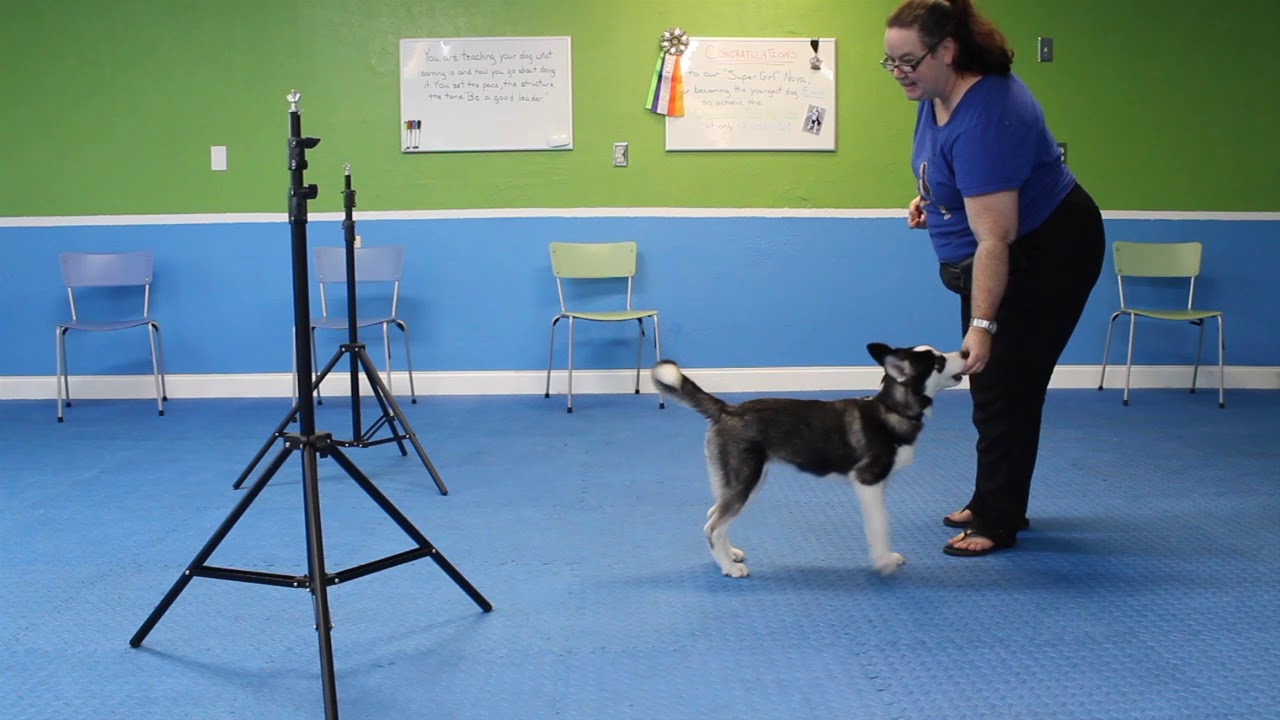 Teach Your Dog the "Barrel Racing" Trick! - YouTube