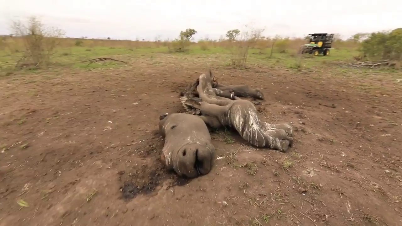 STROOP Trailer - YouTube