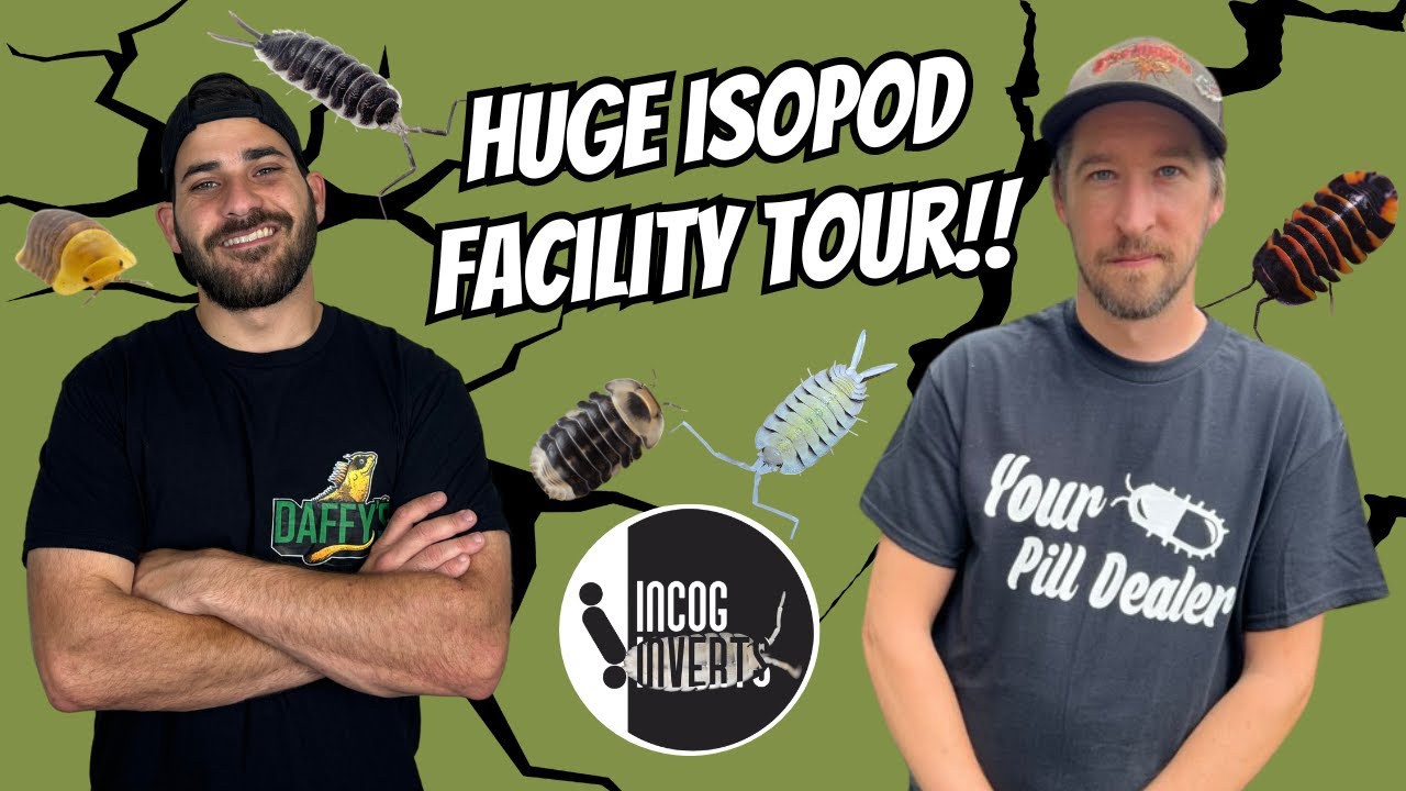 Thousands Of RARE ISOPODS At Incredible Isopod Facility! - YouTube