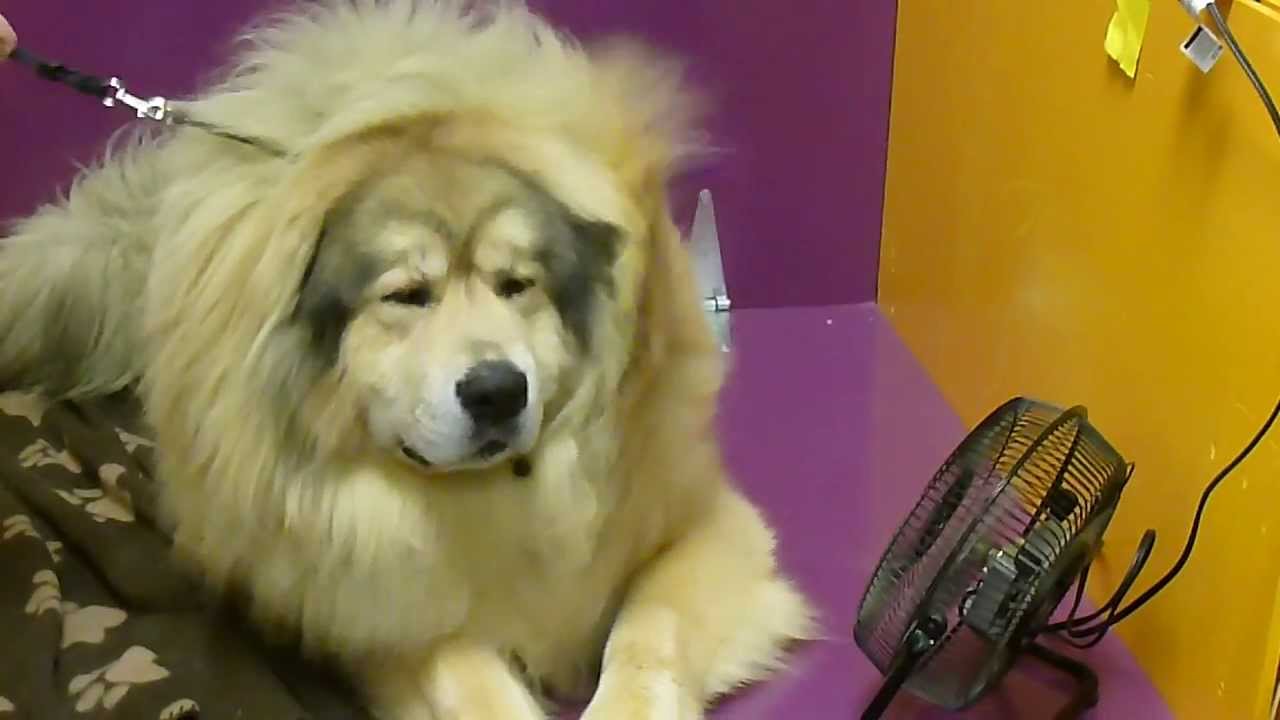 Sasha the Tibetan Mastiff at Westminster Dog Show - YouTube