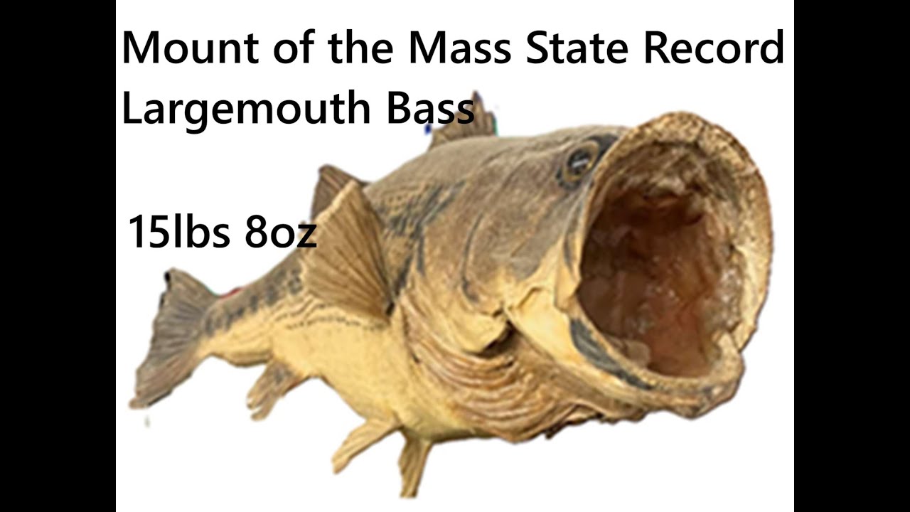 Mount of the Mass State Record Largemouth Bass - YouTube