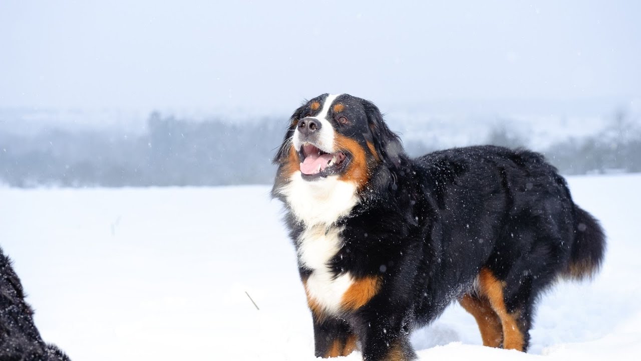 Bernese Mountain Dog Breeding Best Practices and Responsibilities - YouTube