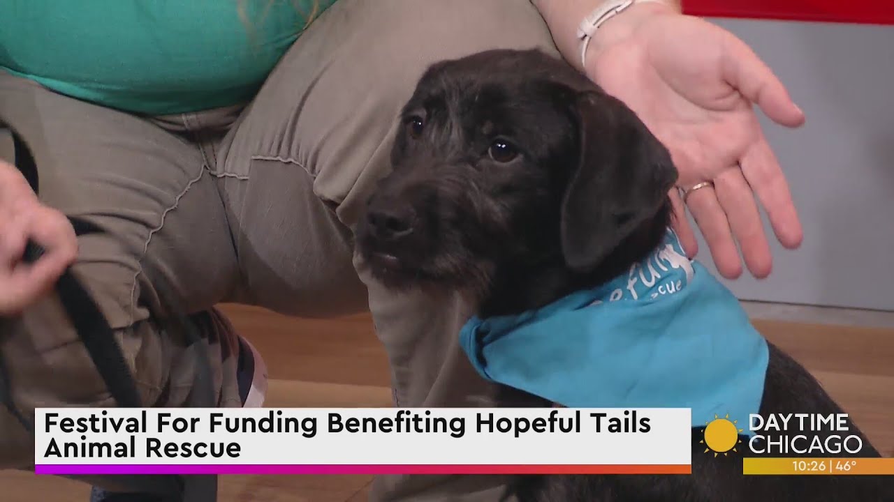 Festival For Funding Benefiting Hopeful Tails Animal Rescue - YouTube