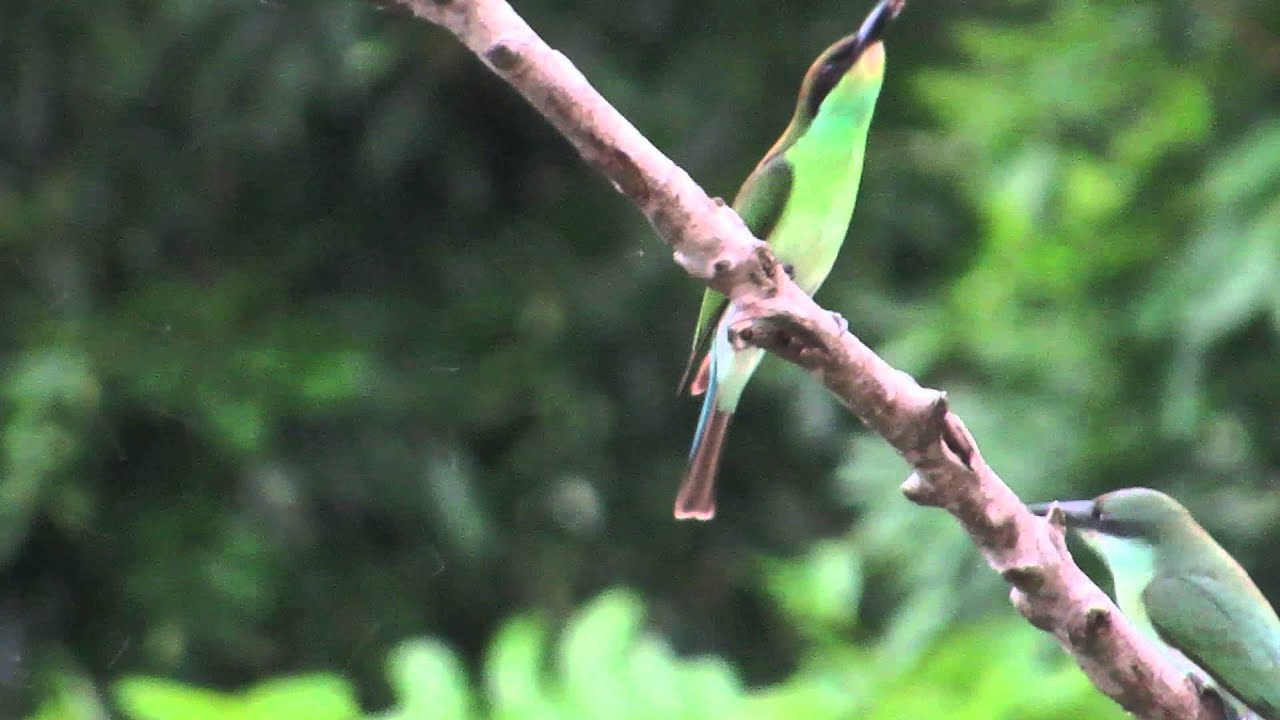 Bird Sounds -- BEE-EATERS - YouTube