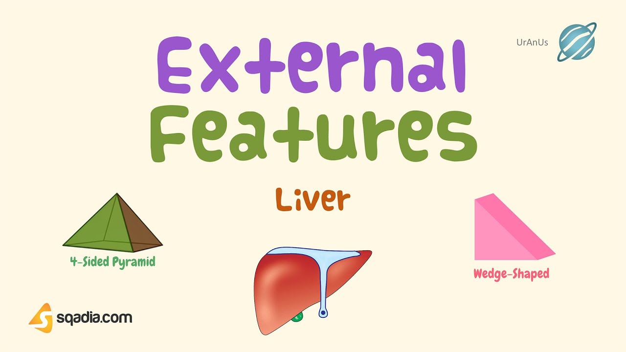 Liver - External Features - YouTube