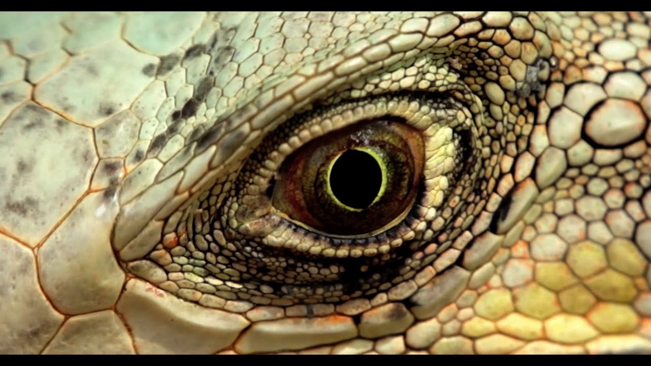 THE DANCE OF THE IGUANA / el baile de la iguana TRAILER OFICIAL 2018 ...