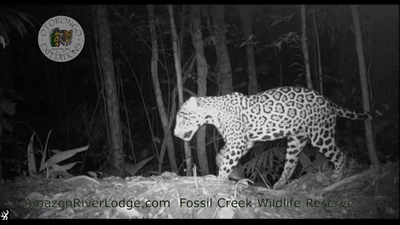 Camera Trapping the Amazon Rainforest 2018 - YouTube