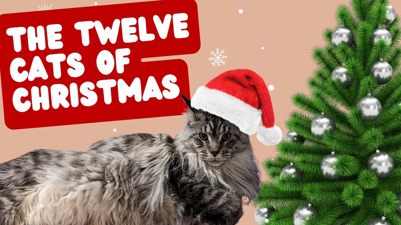 The Twelve Cats of Christmas - Read Aloud for Kids - YouTube