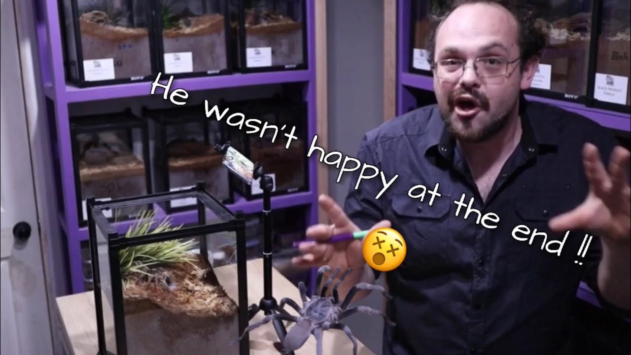 Australian Old world tarantula mating (Phlogius Cooktown Goliath) - YouTube