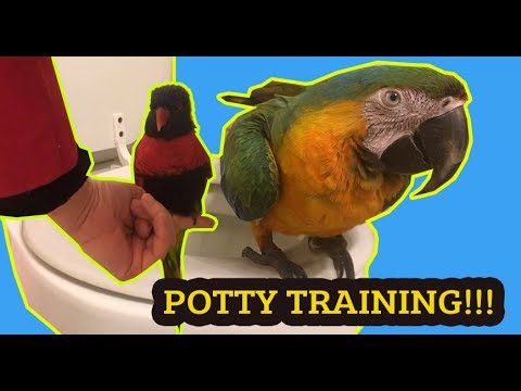 MY PARROTS POOP IN THE TOILET - YouTube