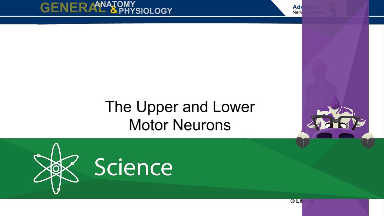 The Upper and Lower Motor Neurons - YouTube