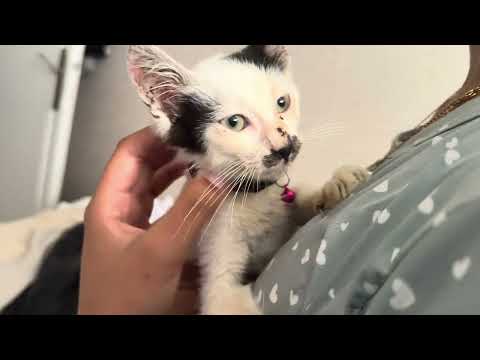 Kedi 🐈 sevgimiz evin neşesi 