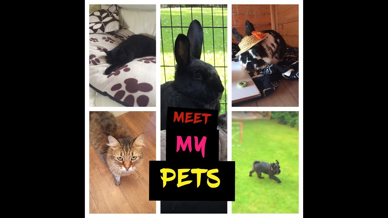 Meet my pets! - YouTube