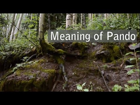 Meaning of Pando: Motivational Video - YouTube