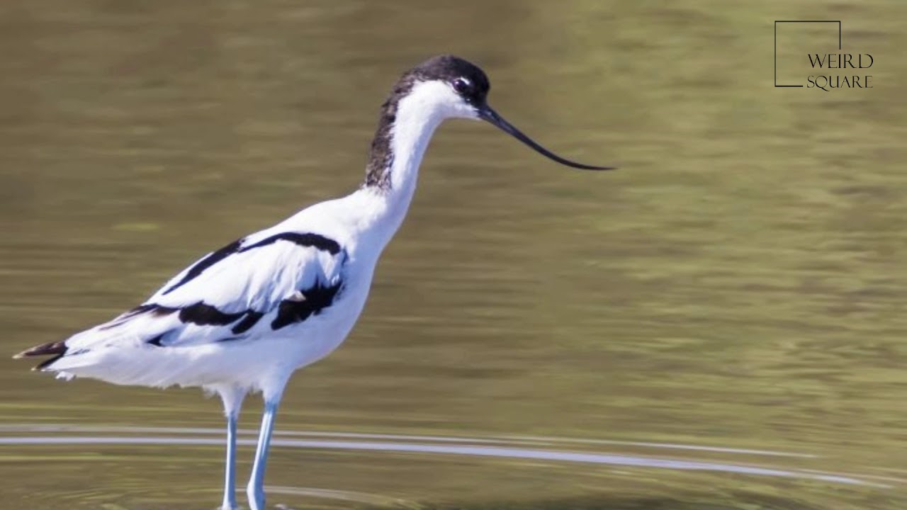 Interesting facts about Avocet pied by weird square - YouTube