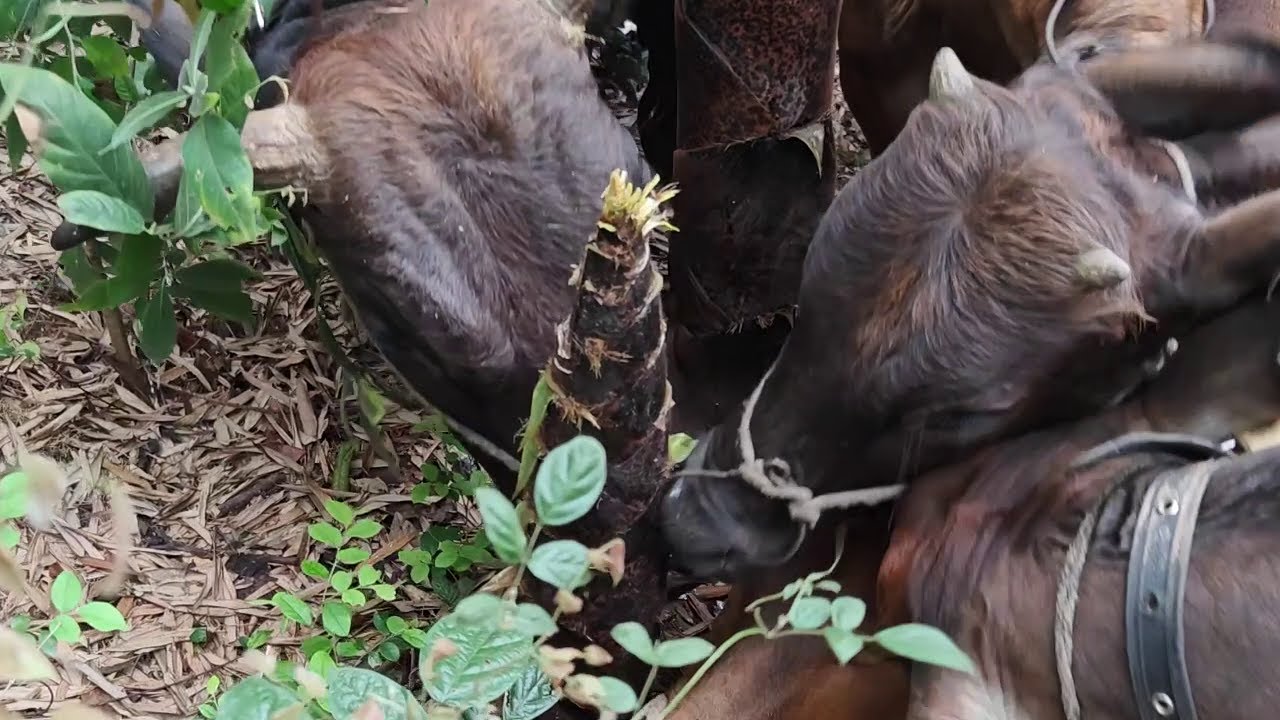 Many Cows Fighting Over A Delicious Bamboo Shoot | Natural Scenes ...