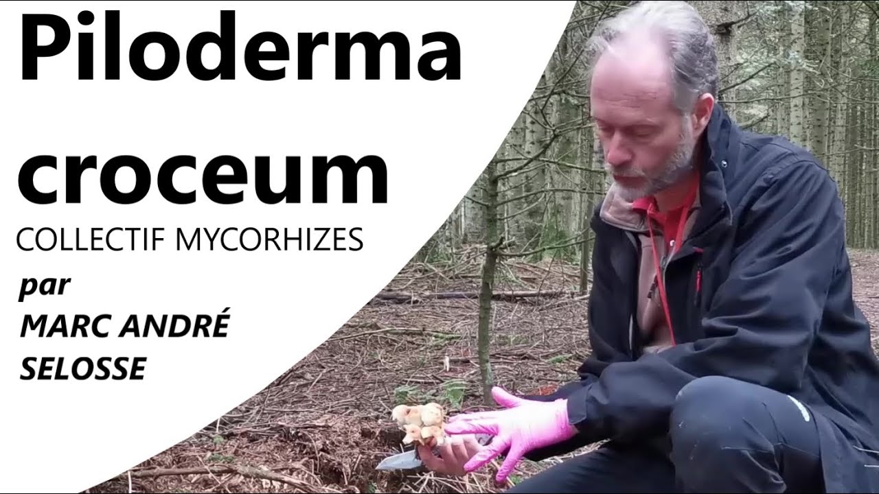 Épisode 15 : PILODERMA CROCEUM - Marc André SELOSSE & le Collectif ...