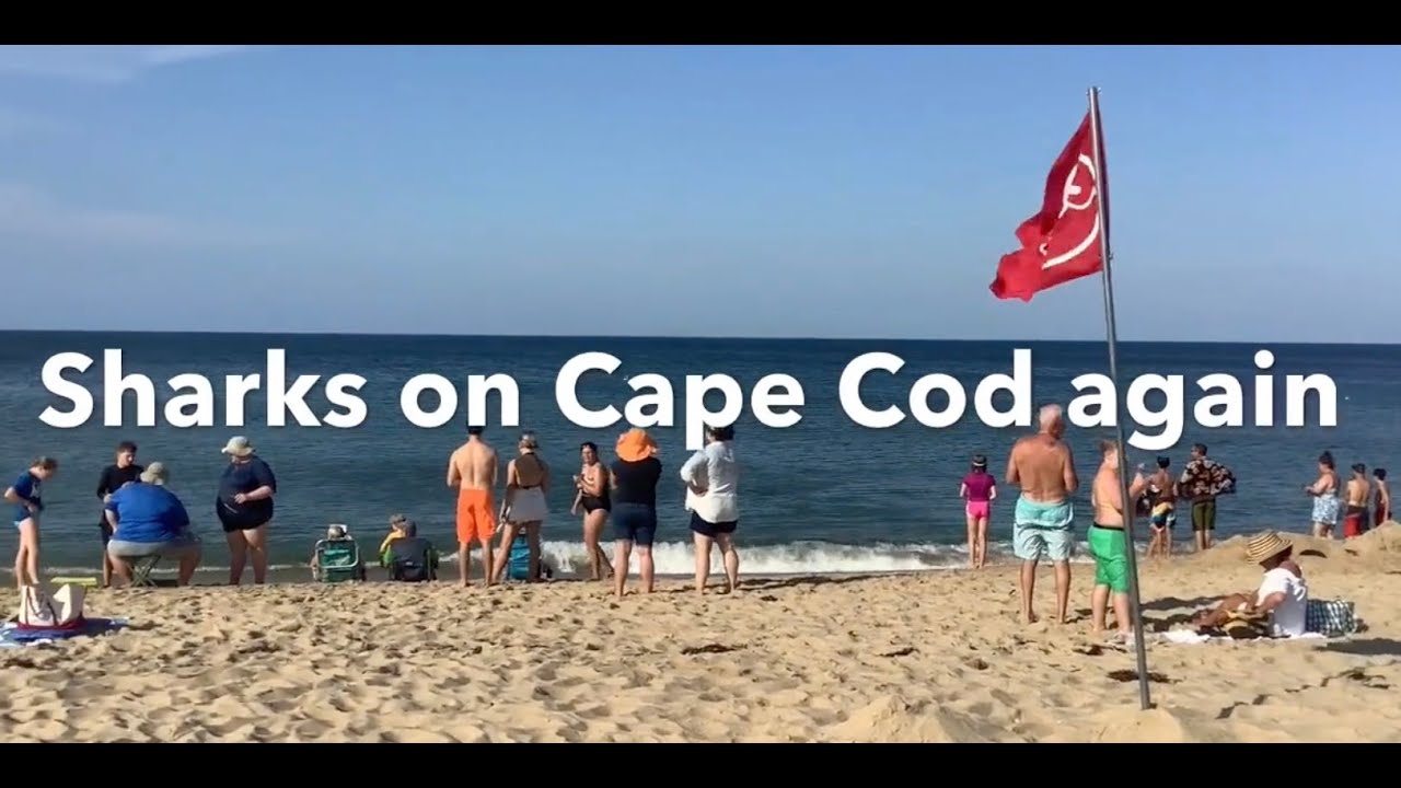 Sharks on Cape Cod Again - 2021 - YouTube
