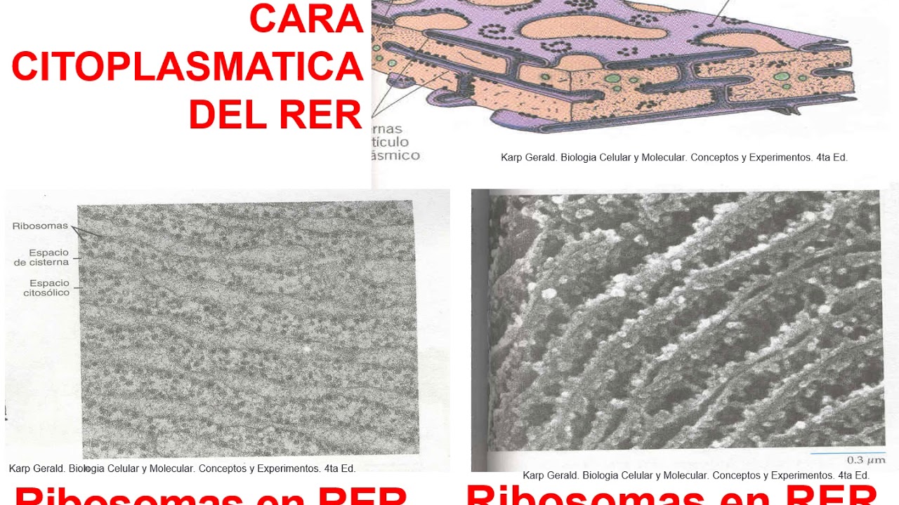 BIOLOGÍA CELULAR Y MOLECULAR - Tráfico vesicular - YouTube