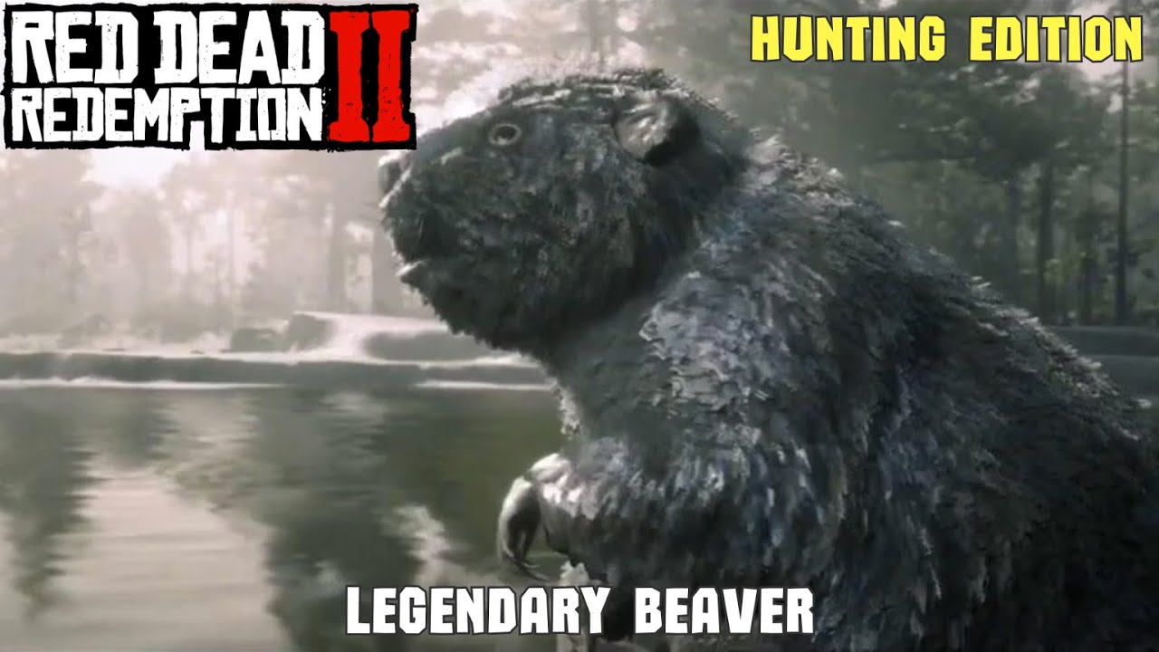 Berburu Legendary Beaver - Red Dead Redemption 2 Hunting Edition - YouTube
