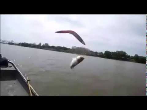 Boomerang Fish - YouTube
