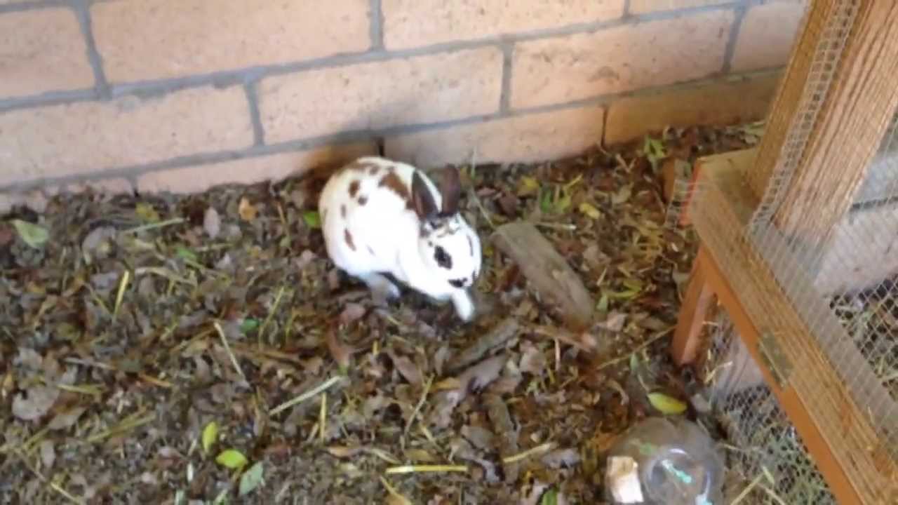 Chicken kicking rabbit out of hatch! - YouTube