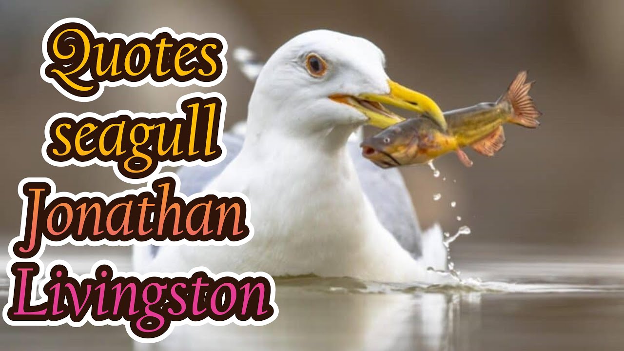Seagull quotes where the crawdads sing ।। Quotes seagull Jonathan ...
